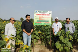 Faculty of Agriculture | Sunflower Project At Tantia University Gets ...