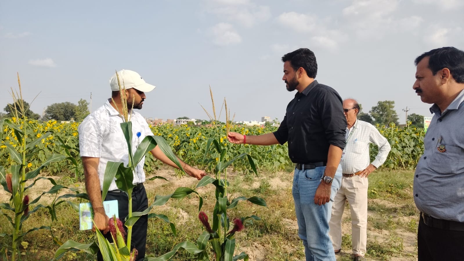Faculty of Agriculture | Sunflower Project At Tantia University Gets ...
