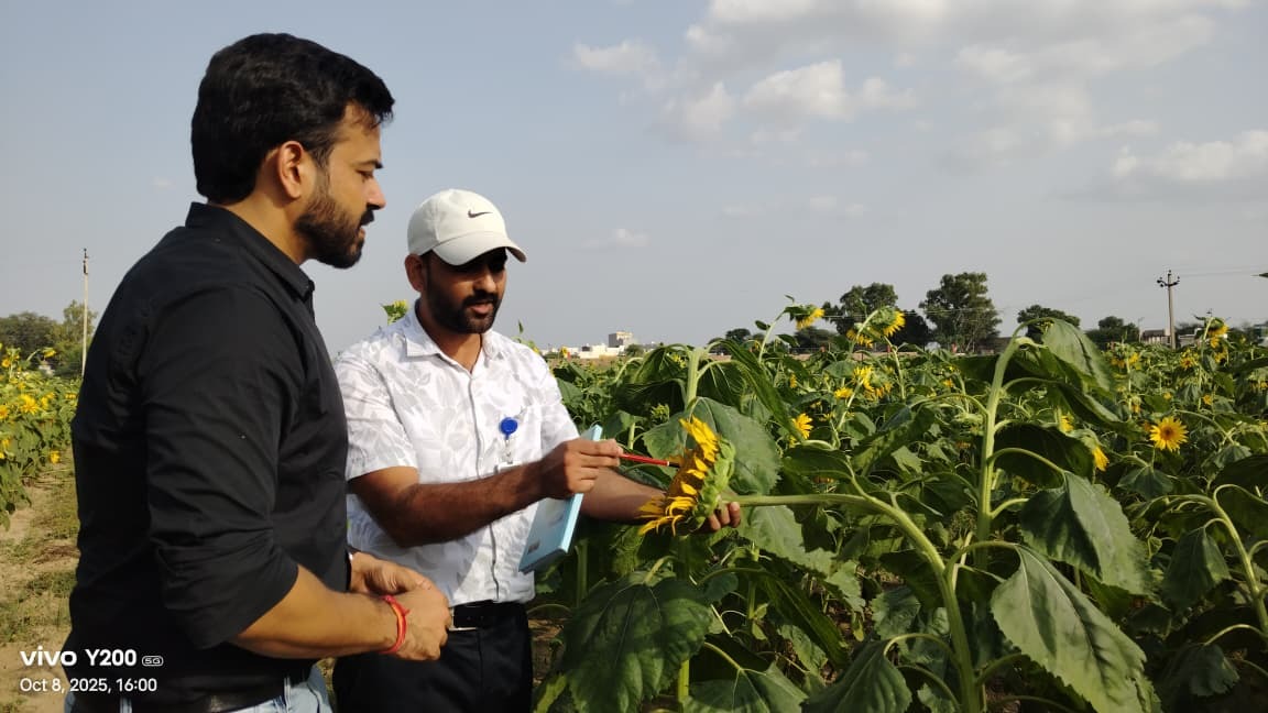 Faculty of Agriculture | Sunflower Project At Tantia University Gets ...